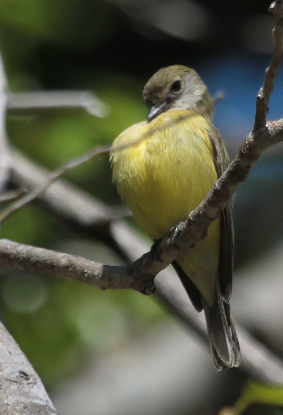 Richard Waring's Birds of Australia: Flycatchers from the Top End - photos