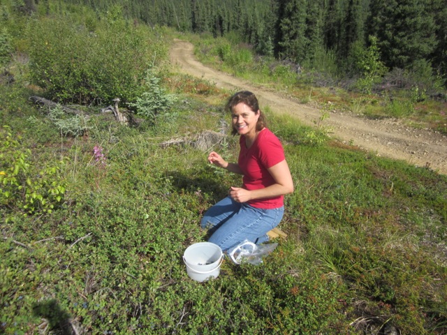 A Taste of Alaska: Blueberry picking