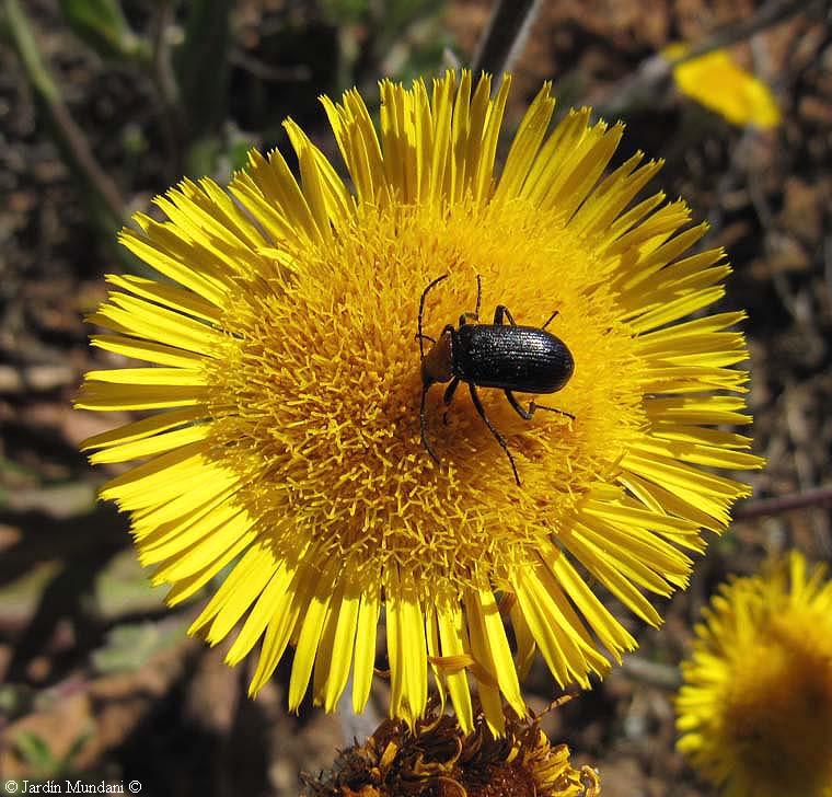 Sangrando en verde: La Flora del Fin de Europa