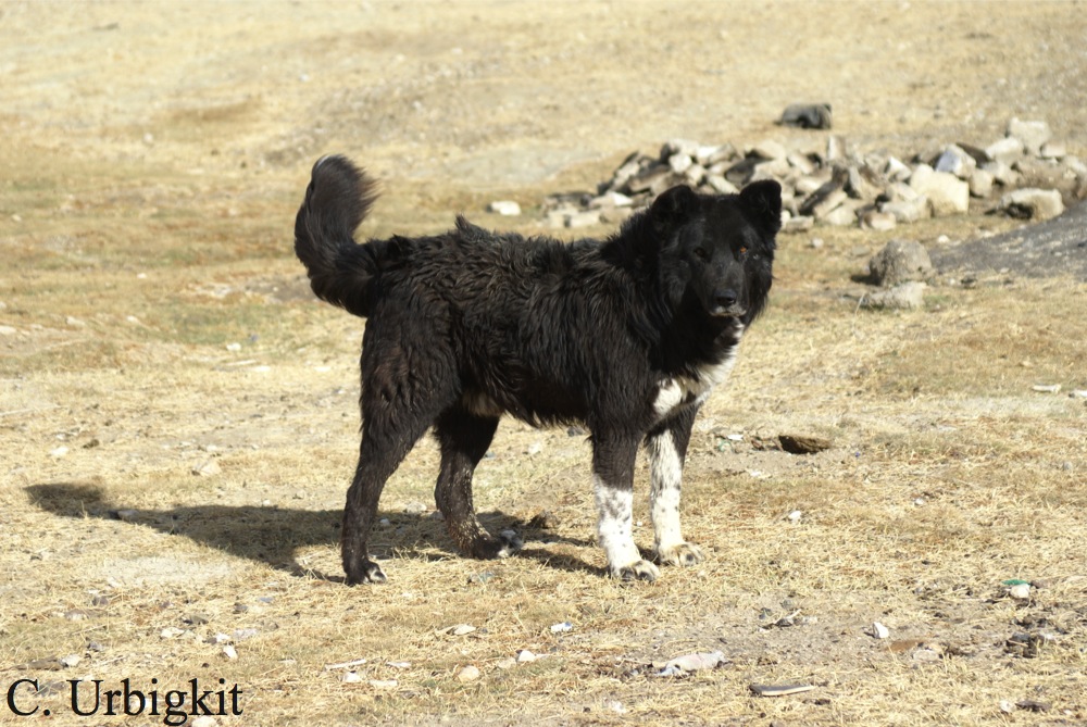 Primitive dogs – Stephen Bodio