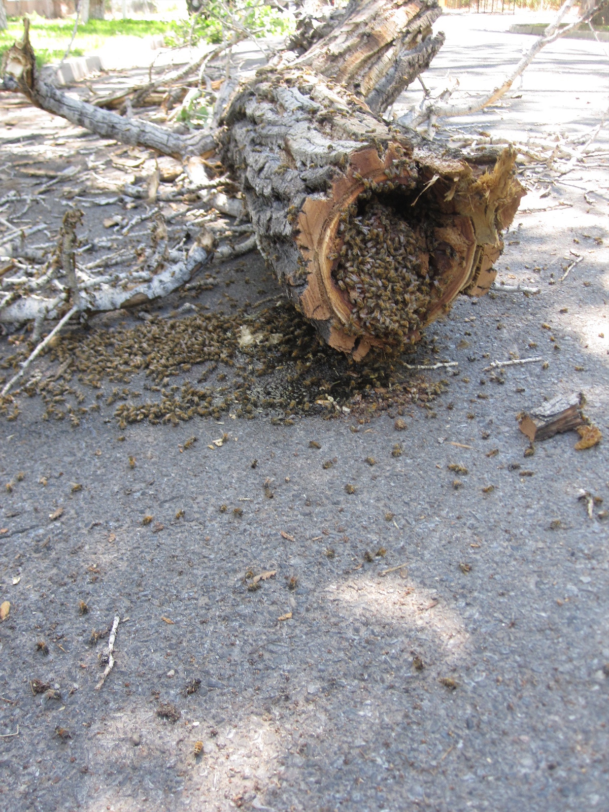 Brown's Downtown Bees: Massive Beehive Removal from the Neighborhood Tree