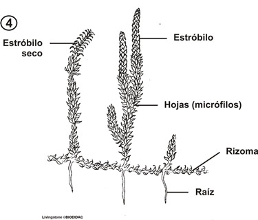 BIOLOGÍA VEGETAL II.: septiembre 2016