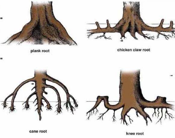 Fungsi Akar Tumbuhan | Materi Pak Pandani