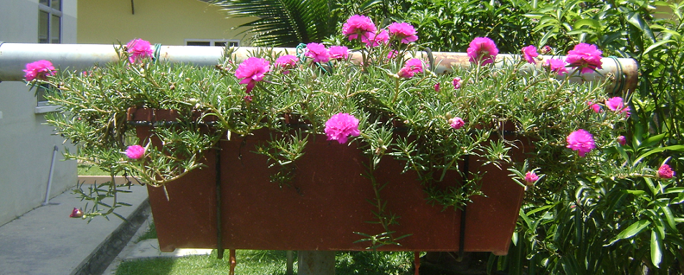 Tren Gaya 32+ Bunga Kembang Pagi