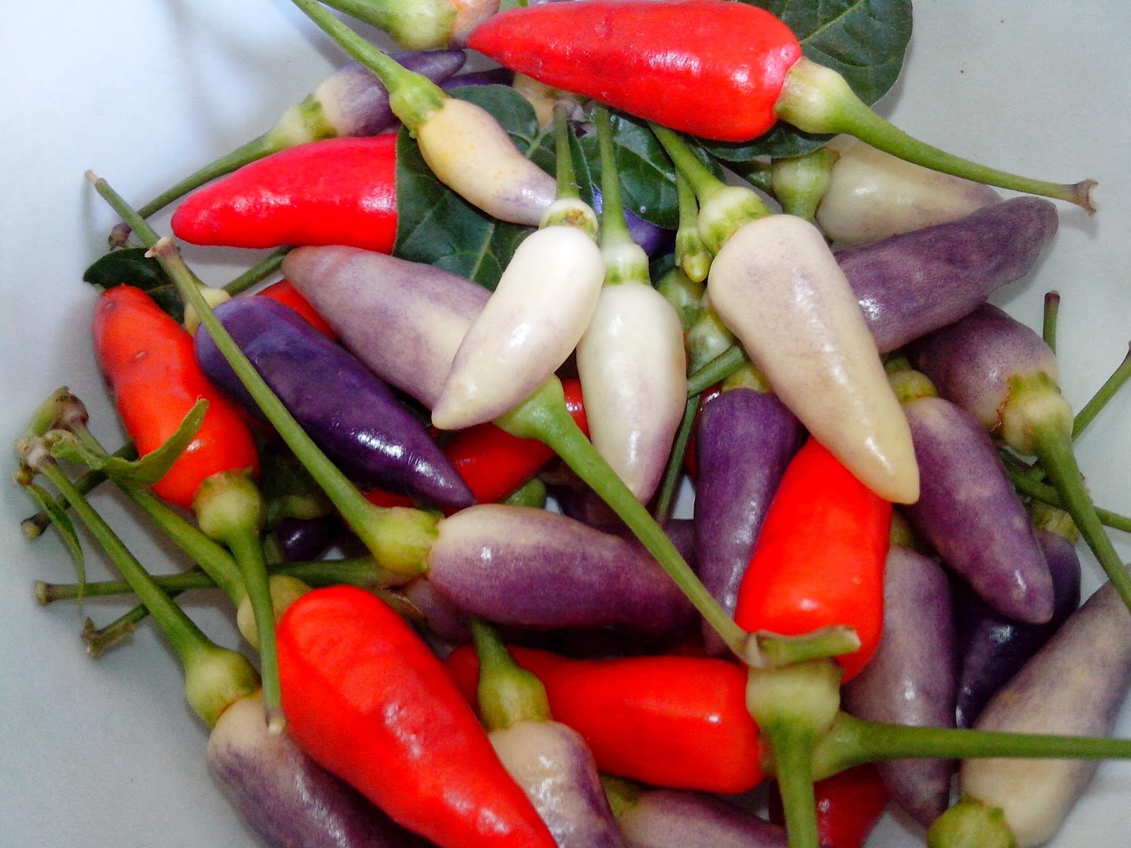 Endah Murniyati's Journey: TRICOLOR CHILLI PEPPER