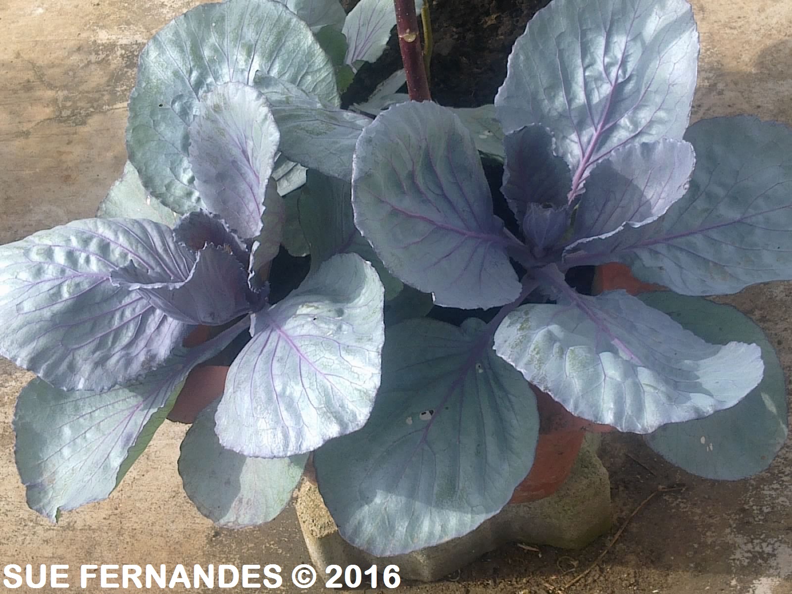 Plants Growing In My Potted Garden.: Growing Purple Cabbage From Seeds ...