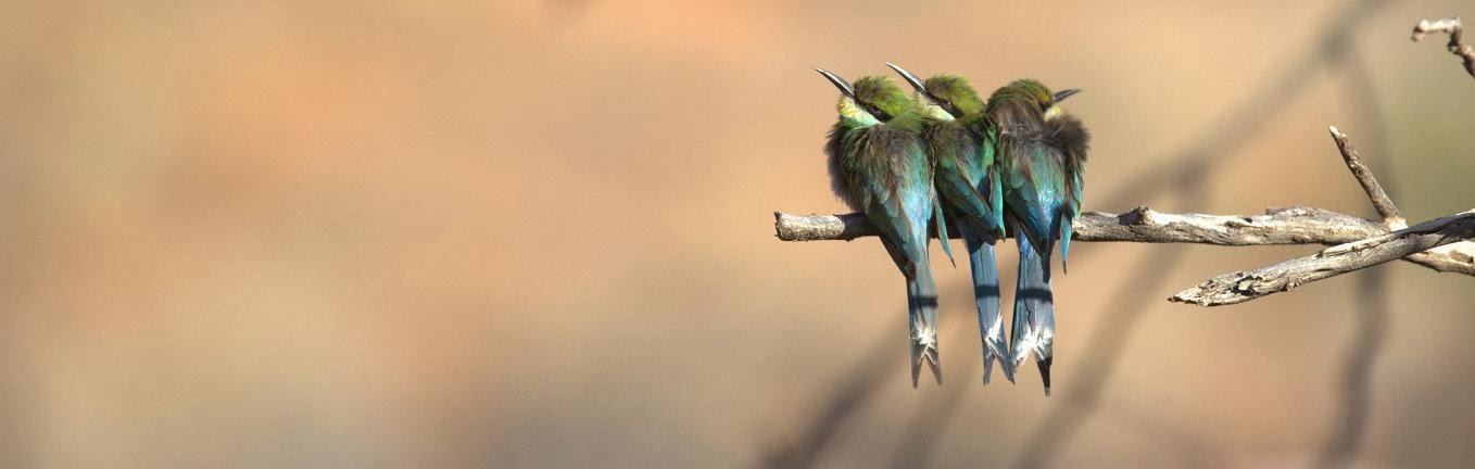 The Great Wildebeest Migration: Peter Hall Artist