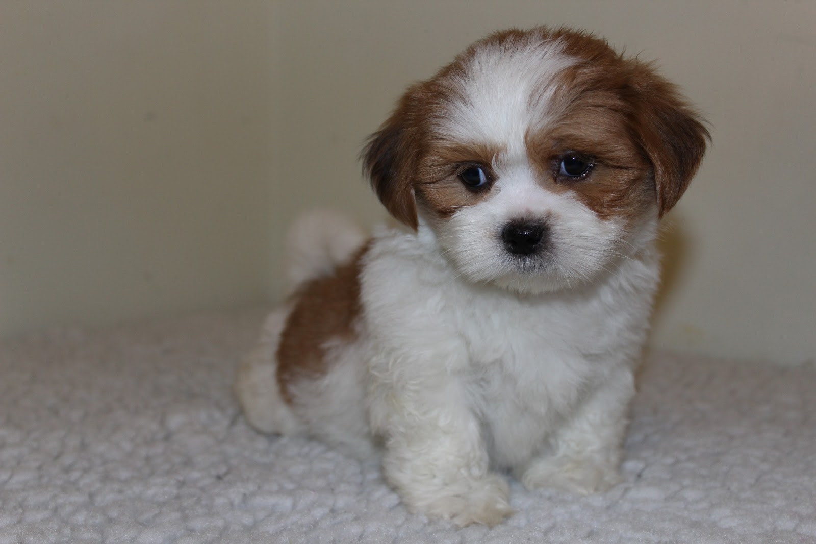 Lhasa Apso - Penny's Pups from birth to new homes
