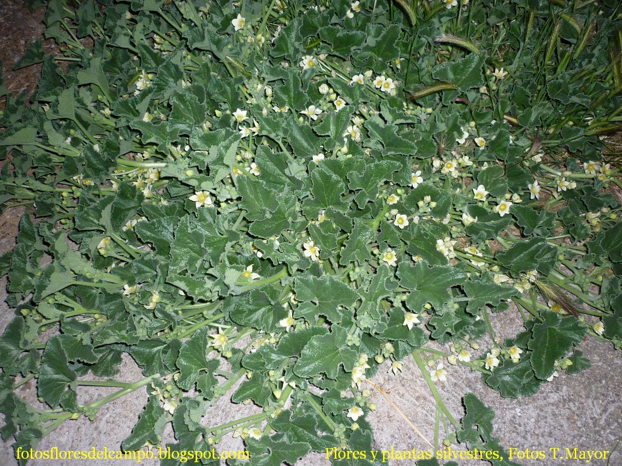 Flores y plantas silvestres: " Echallium elaterium ". Cohombrillo ...