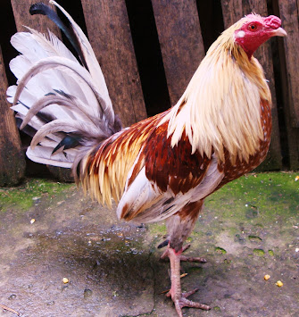gallo colorado culimbo
