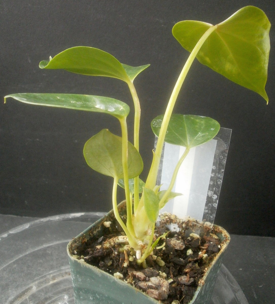 Plants are the Strangest People: Anthurium no. 0366 "Maureen Biologist"
