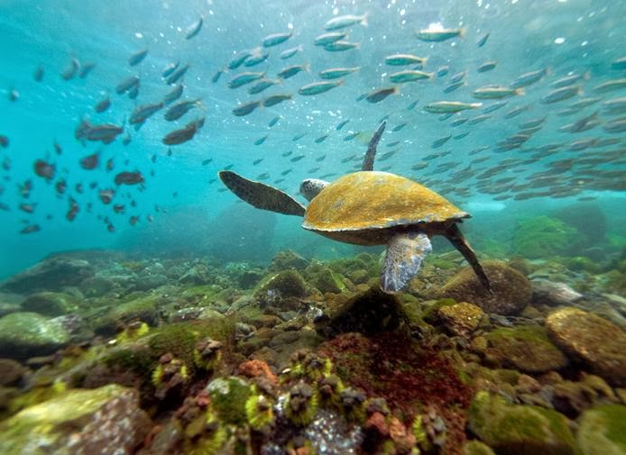 Turismo en Ecuador Islas Galápagos