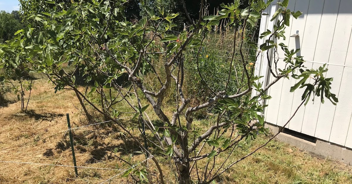 Daniel's Pacific NW Garden: Moving a 16 year old Petite Negri fig tree ...
