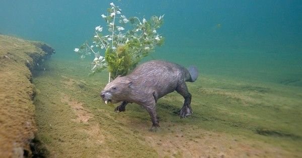 Agroökológia: Mit eszik a hód?