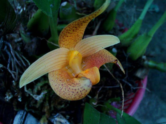 Wild orchids in sumatra: 700. 9. Bulbophyllum sumatranum forma `Yellow`