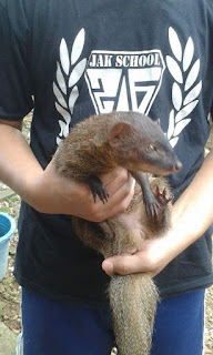 Perawatan Garangan - Seputar Dunia Musang