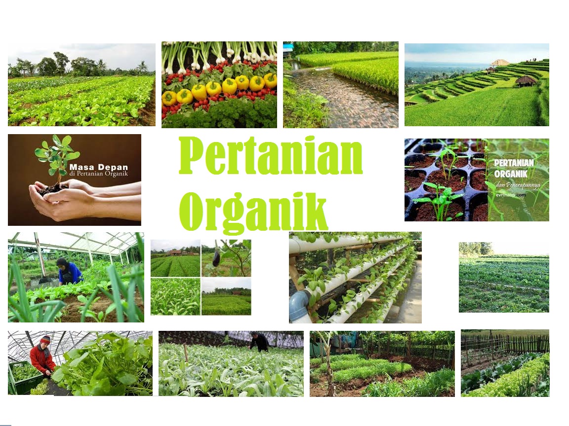 PERTANIAN ORGANIK | Peluang Usaha Menjanjikan