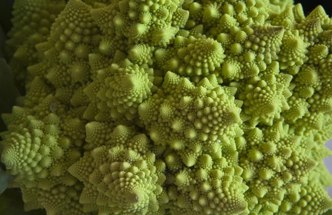 Mengenal Deret Fibonacci dan Kaitannya dengan Golden Ratio | Naviri ...