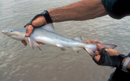 Artes de Pesca: VAMOS A PESCAR TIBURONES 7ª Parte Género Glyphis