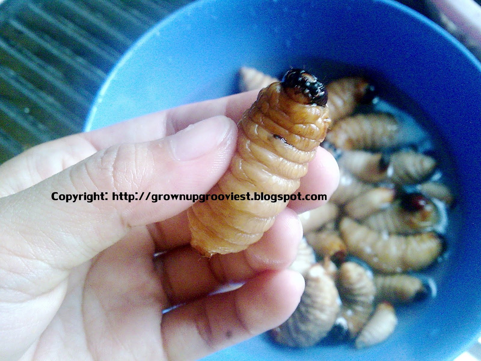 p.siloveyou: Ulat Tinduh dan khasiatnya.