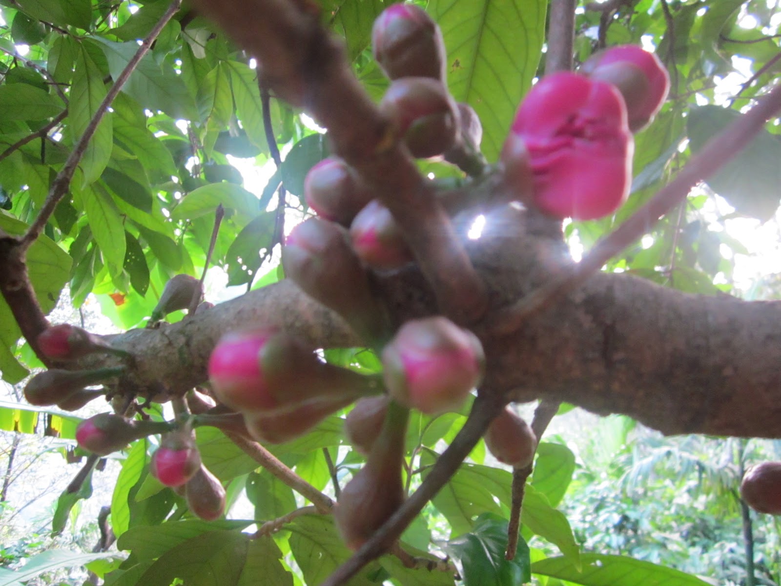 NATURE'S BEAUTY: Water Apple (Champakka)