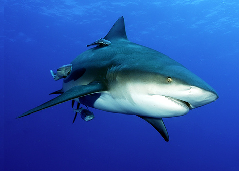 VIVE LOS ANIMALES: TIBURÓN TORO