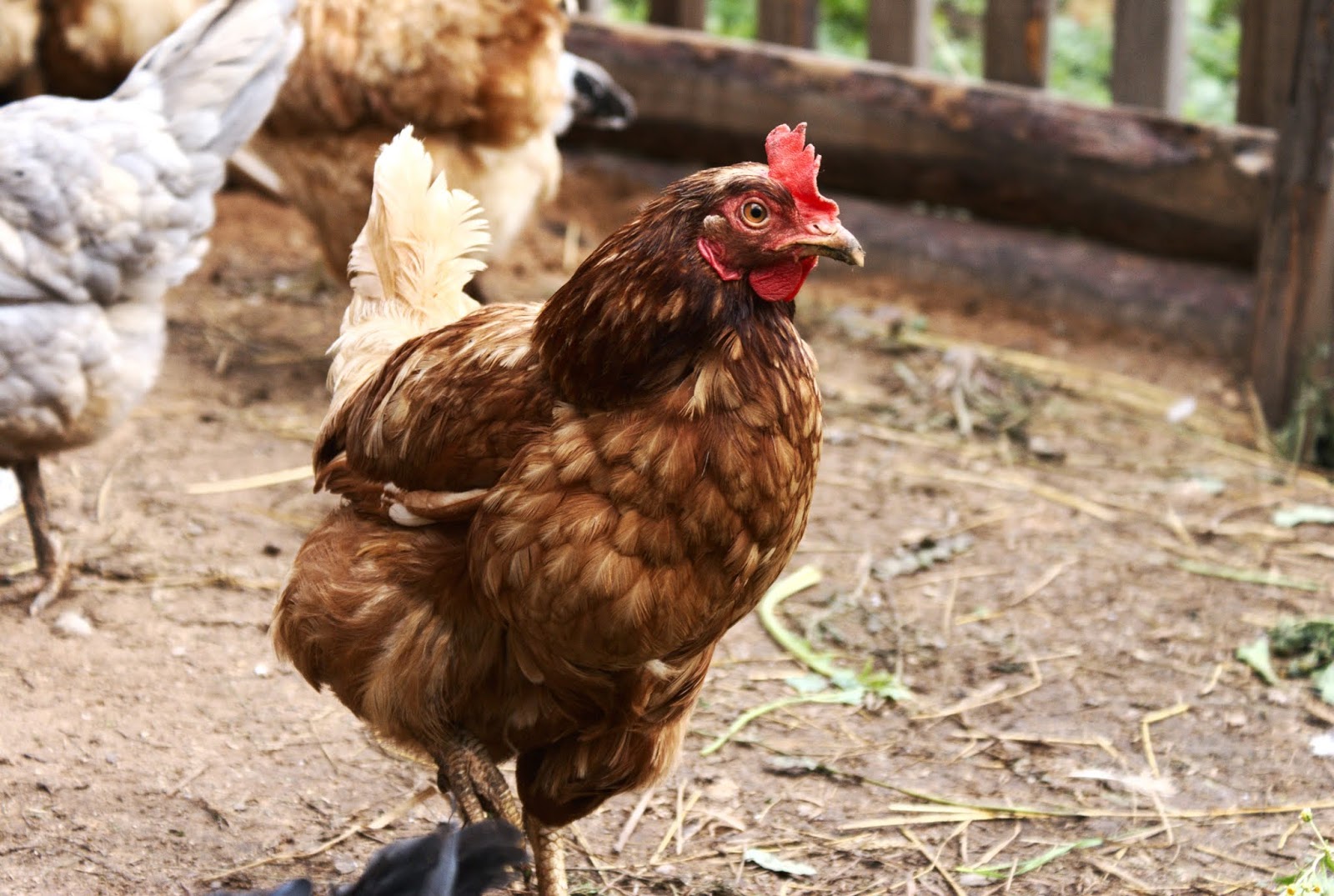 Upile Poultry and Livestock Farm: Understanding the Lohman Brown