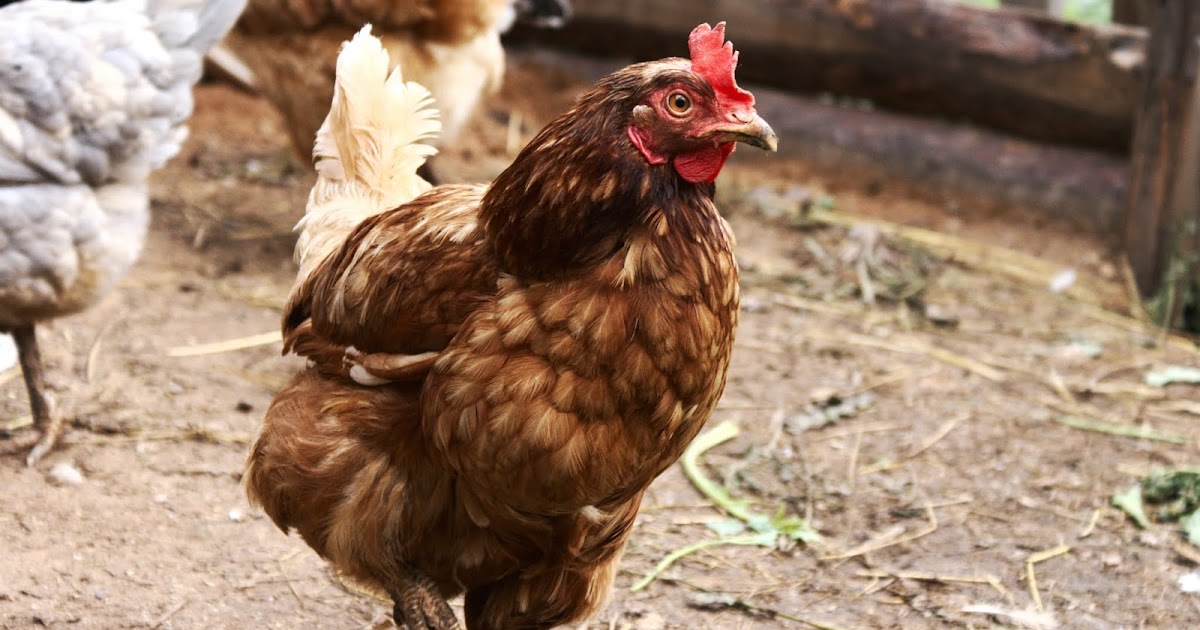 Upile Poultry and Livestock Farm: Understanding the Lohman Brown
