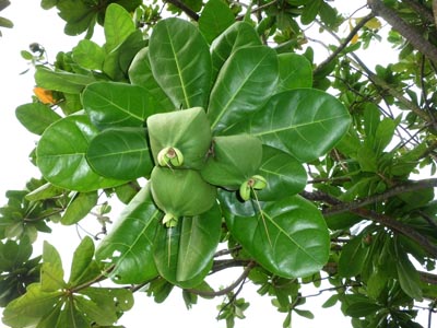 Aun's fotos' corner: The Putat Laut Tree