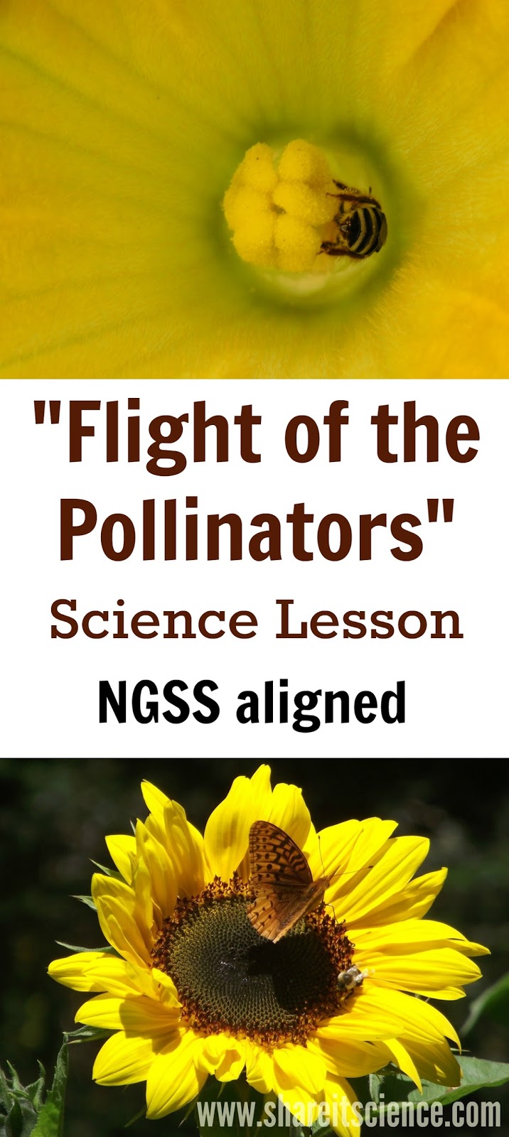 Share it! Science : "Flight of the Pollinators" a Picture-Perfect ...