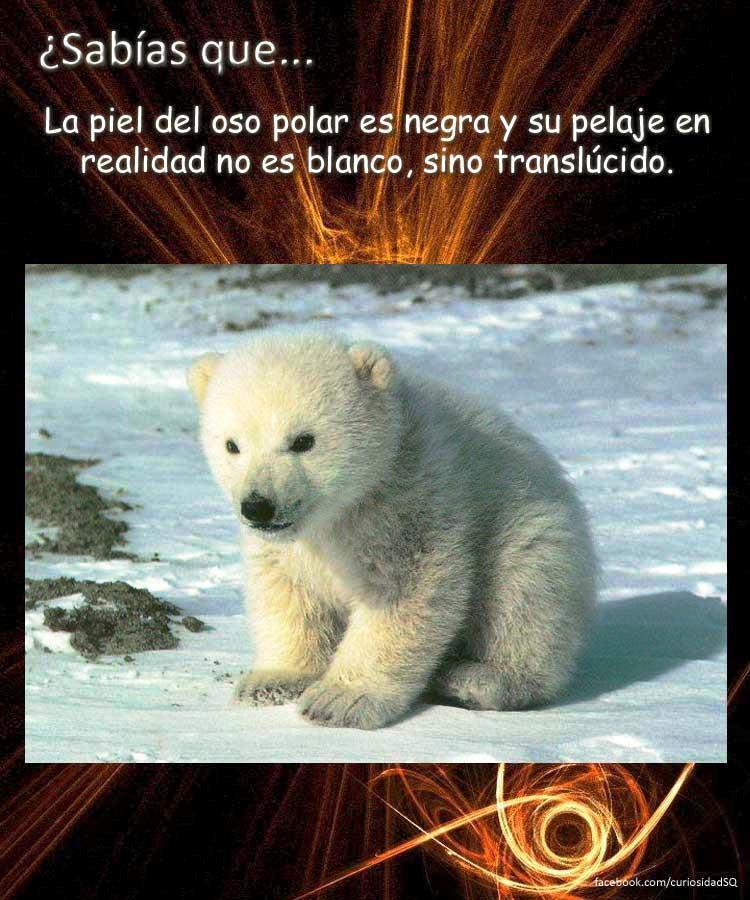 439 Curiosidades del mundo que deberías saber - Funeek ~ Aquí te ...