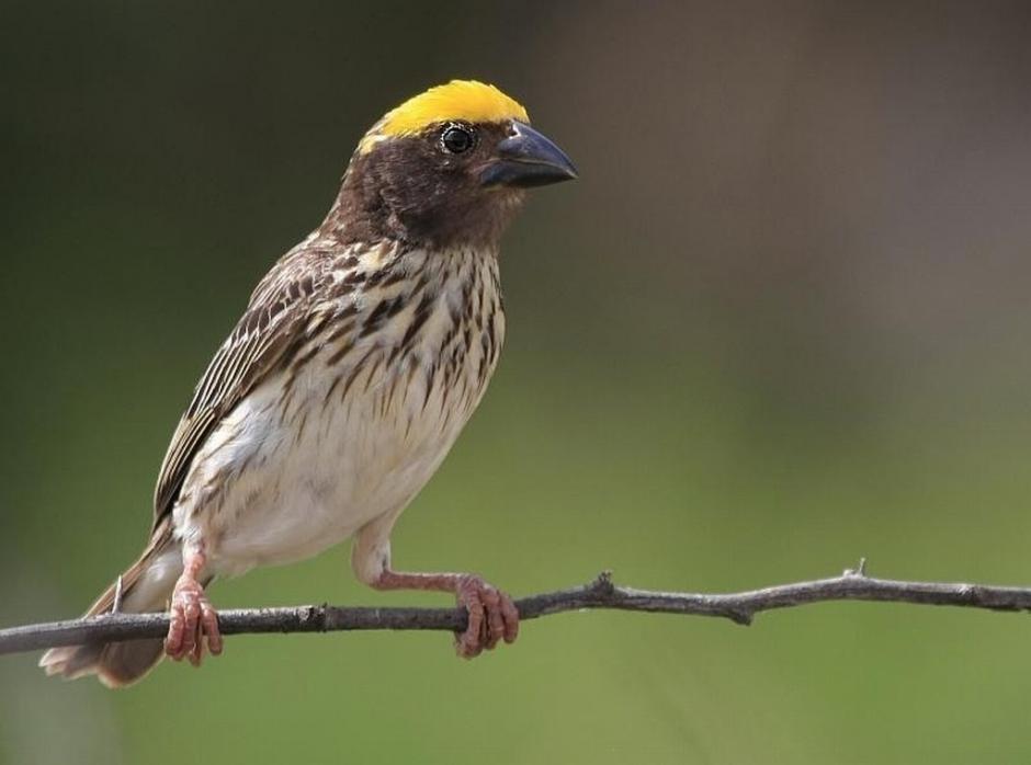 Kicau Burung: Burung Manyar