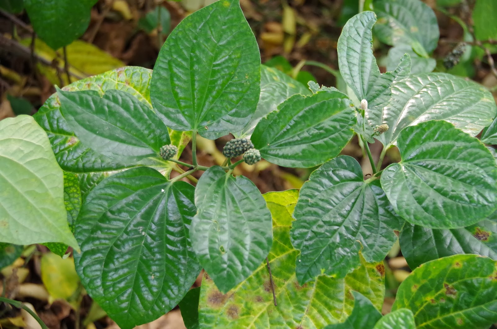 Trees and Plants: Wild Pepper (Daun Kadok)