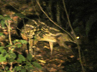 Viajes naturalistas y otras hierbas: Sri Lanka 12 (2012) Noche en Sigiriya
