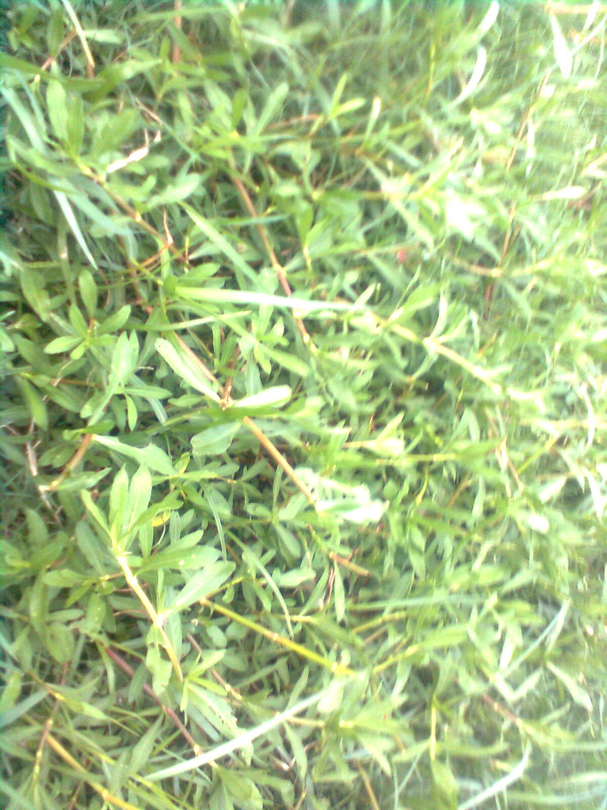 WEEDS IN AGRICULTURAL FIELD: DIFFERENT WEEDS