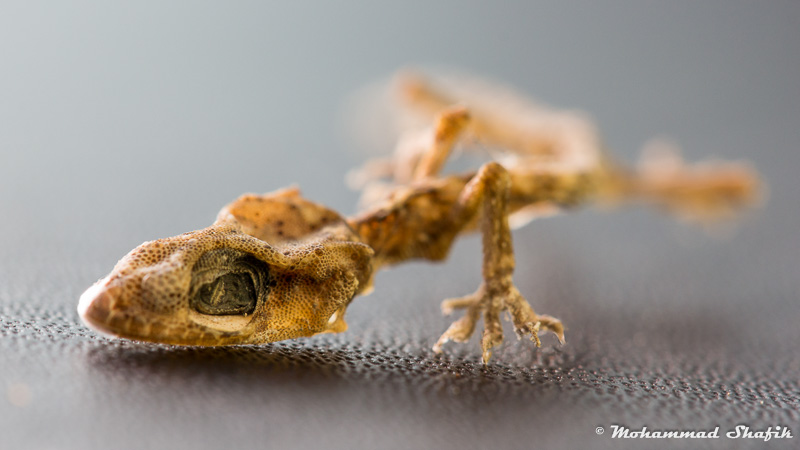 Better Family Photos: The Dead Gecko
