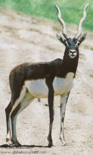 Mamíferos y marsupiales mammals of the earth: Antílope de la India ...