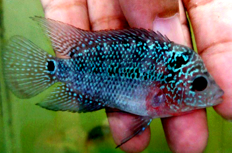 Ketahui 5 Ciri Peranakan Ikan Louhan yang Bagus Sebagai Tahap Pertama ...