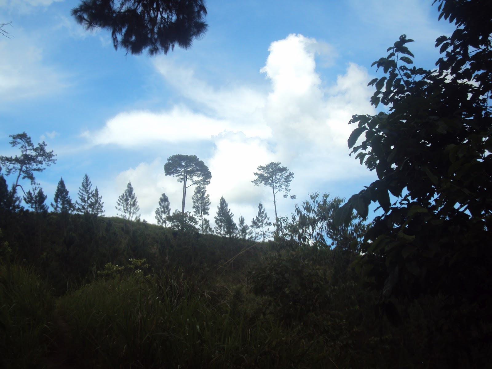 EXPLORE MALAYBALAY CITY: The View from the Famous Two Trees