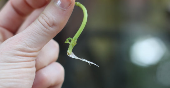 How To: Regrow Lemon Balm from Cuttings | 17 Apart
