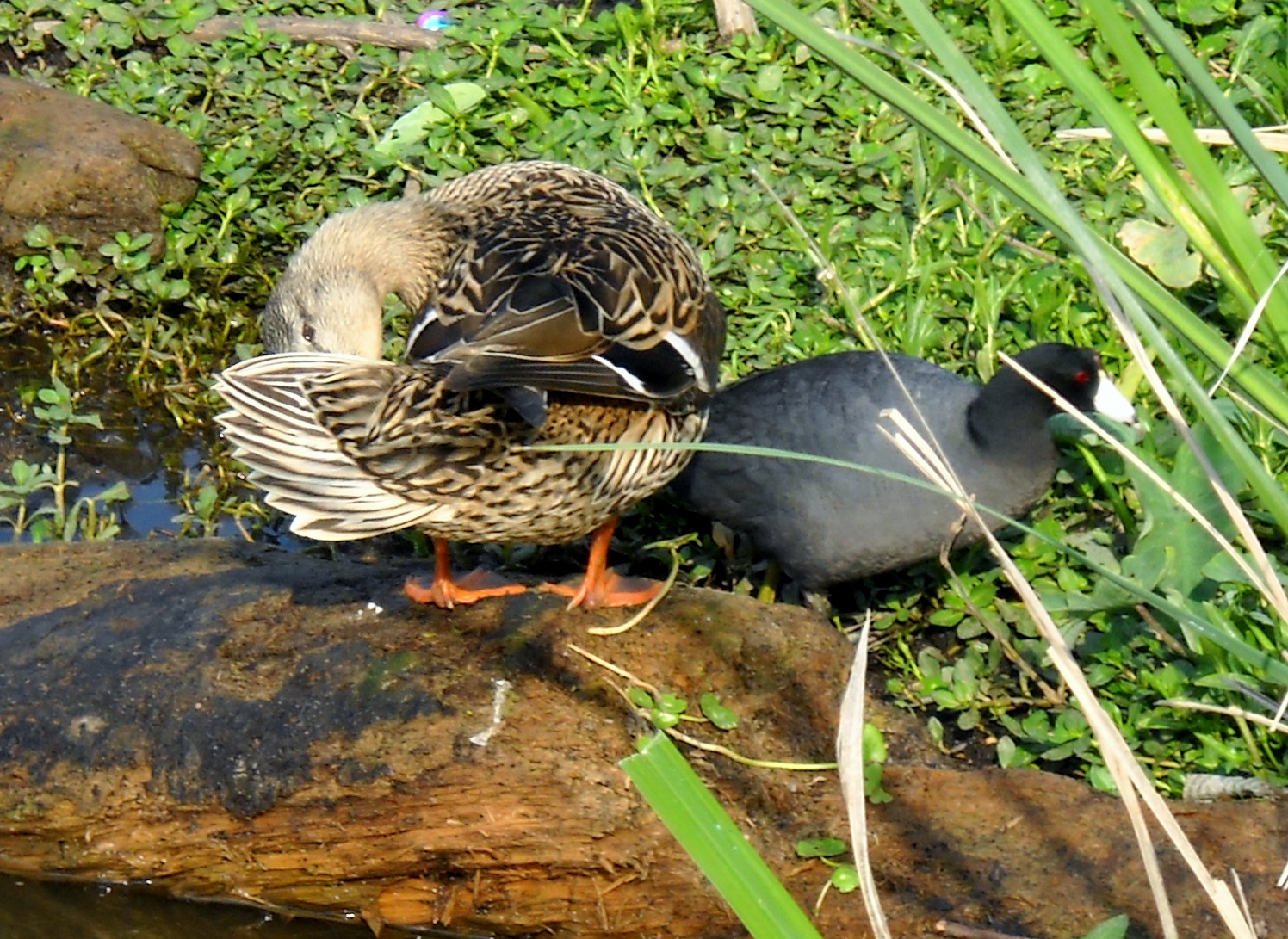 White Rock Lake, Dallas, Texas: Preening Mallard Duck at Sunset Bay ...