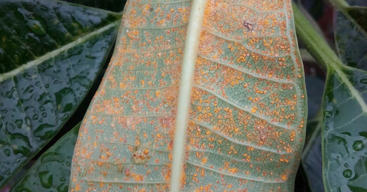 My journey with plant disease: Plumeria spp. caused by rust disease