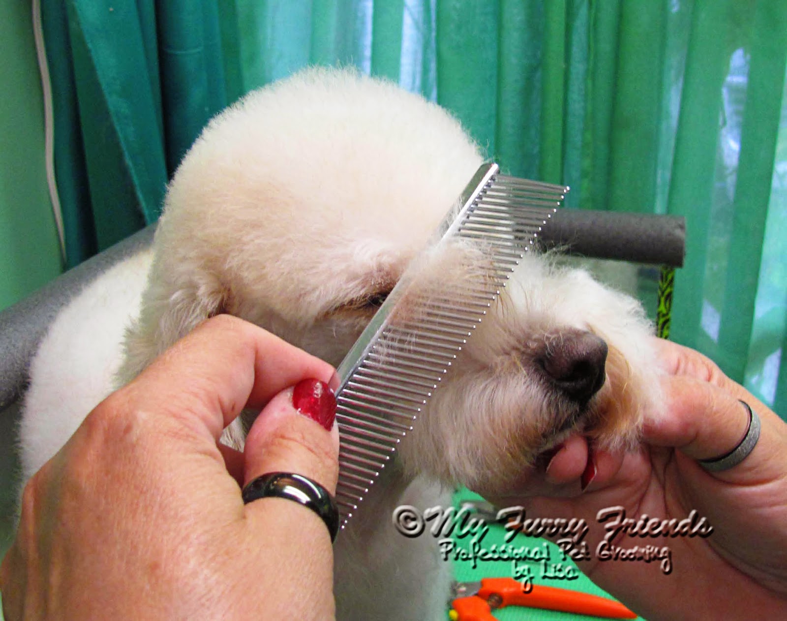 Pet Grooming: The Good, The Bad, & The Furry: Cute Face How-To