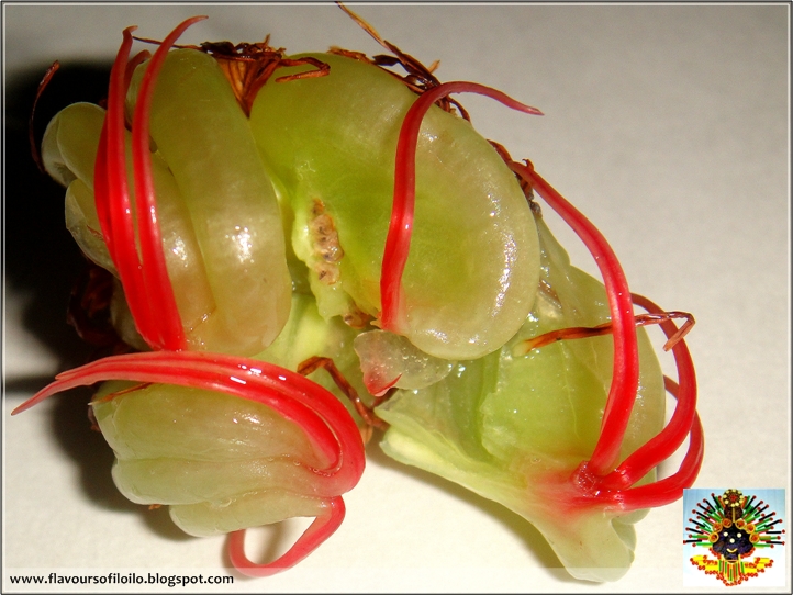 The fruit of the catmon tree