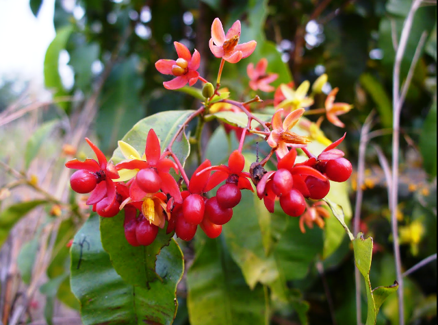 tropicalia: "flora de Angola"