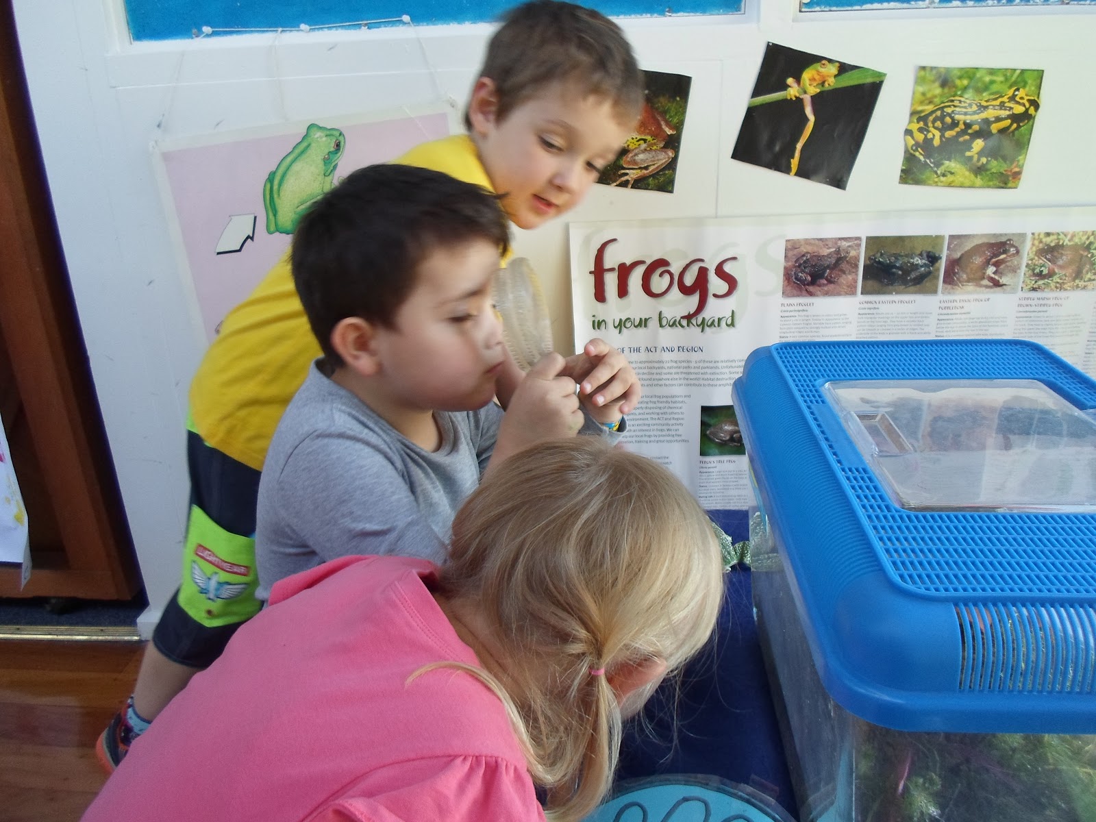 ACT Frogwatch Tadpole Kits: Tadpoles 1 month old