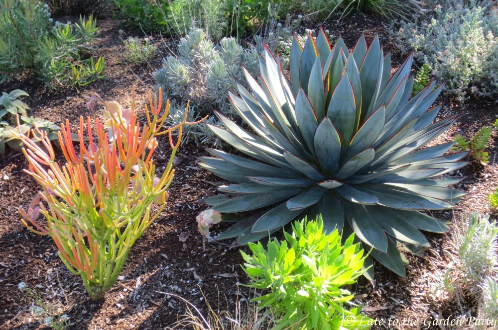 Late to the Garden Party: Foliage Follow-up & Wednesday Vignette Mash-up