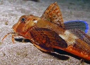 Métodos De La Ciencia: fisiología de un pez