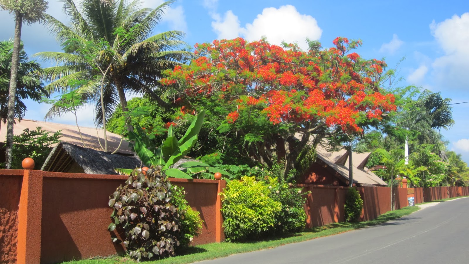 Larsen's Vanuatu Mission: Christmas Trees in the Southern Hemisphere