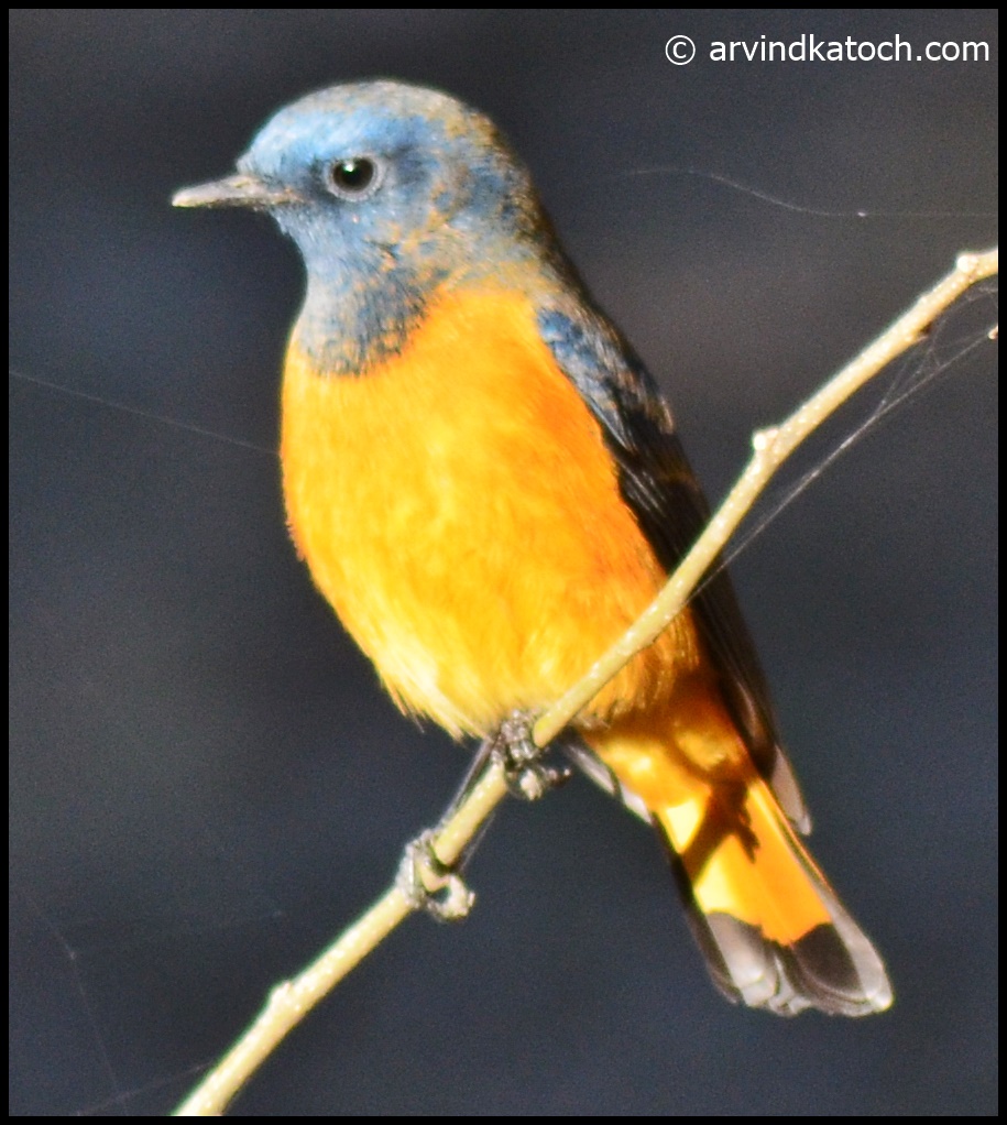 Blue-fronted Redstart Pictures and Detail (Phoenicurus frontalis)